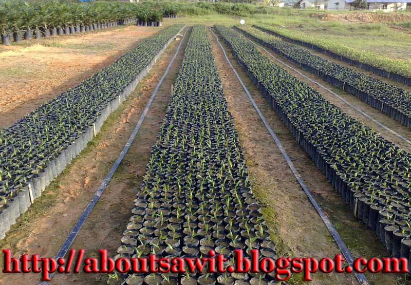 ALL ABOUT SAWIT: PEMBIBITAN