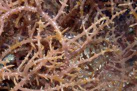 Blog Belajar IPA SMP: Kingdom Protista