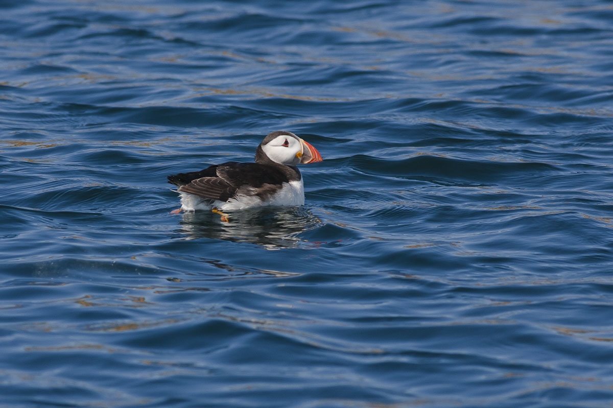 Peregrine's Bird Blog: A Fabulous Day on the Saltee Islands off Co.Wexford