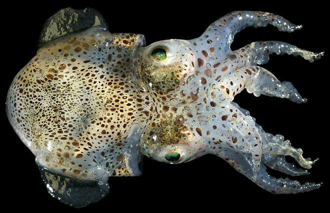 BoonFellow: First Squid in Space!