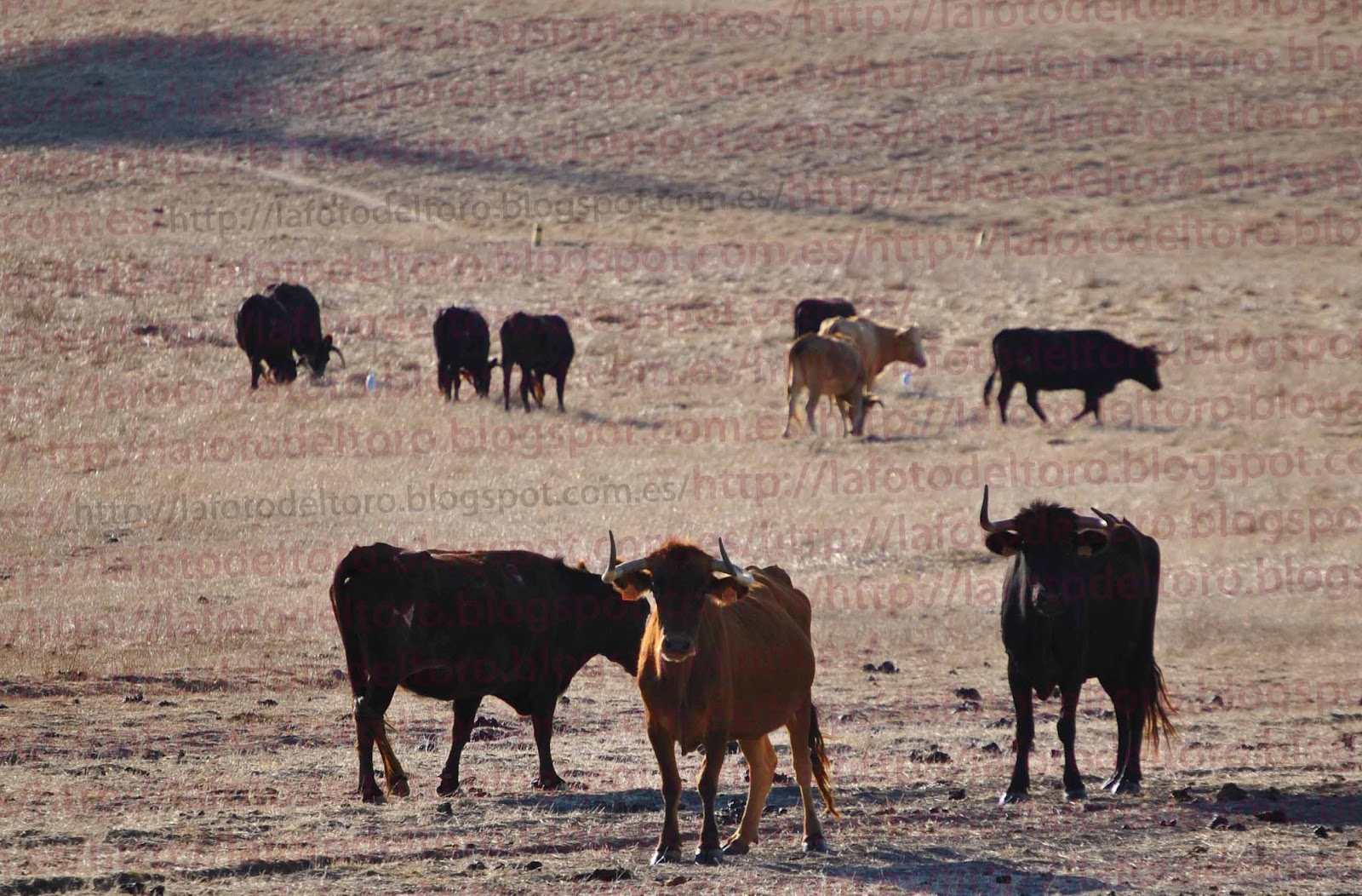 El Toro Bravo en su hábitat-------: El Toro, animal gregario
