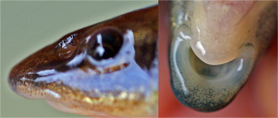 Virginia Tech Ichthyology Class : On the value of zooming in, by Don Orth