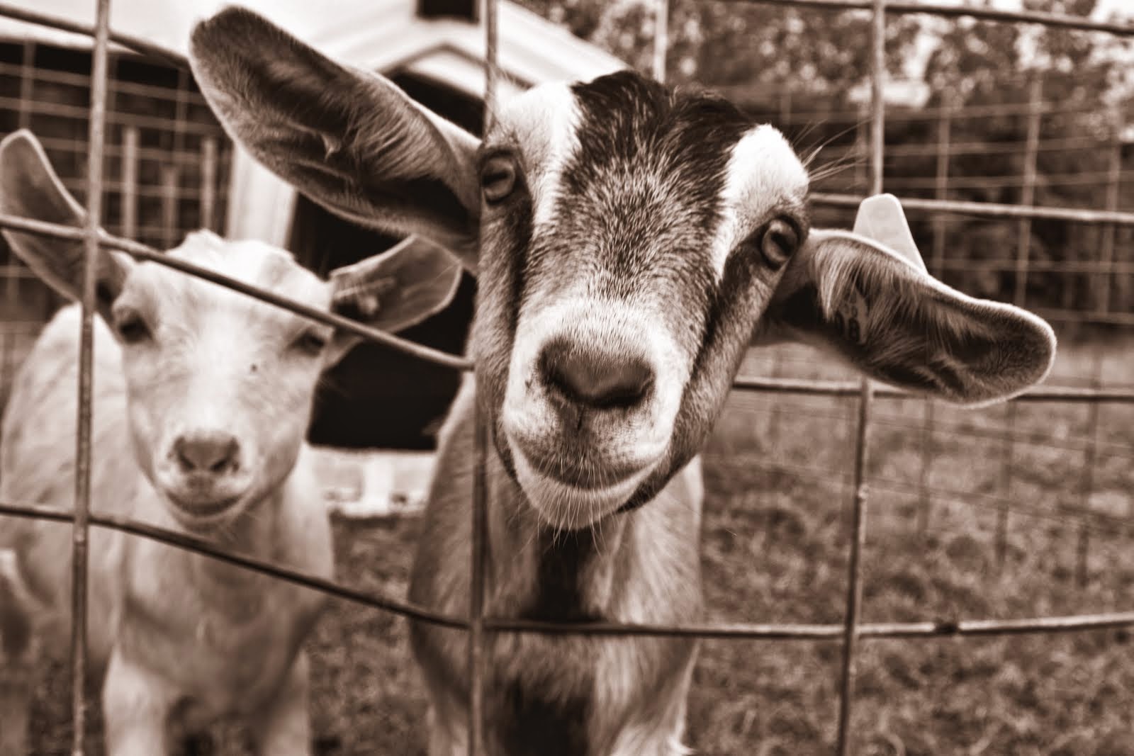 Spain Farms: How to Control Insects in Your Goats' Living Space