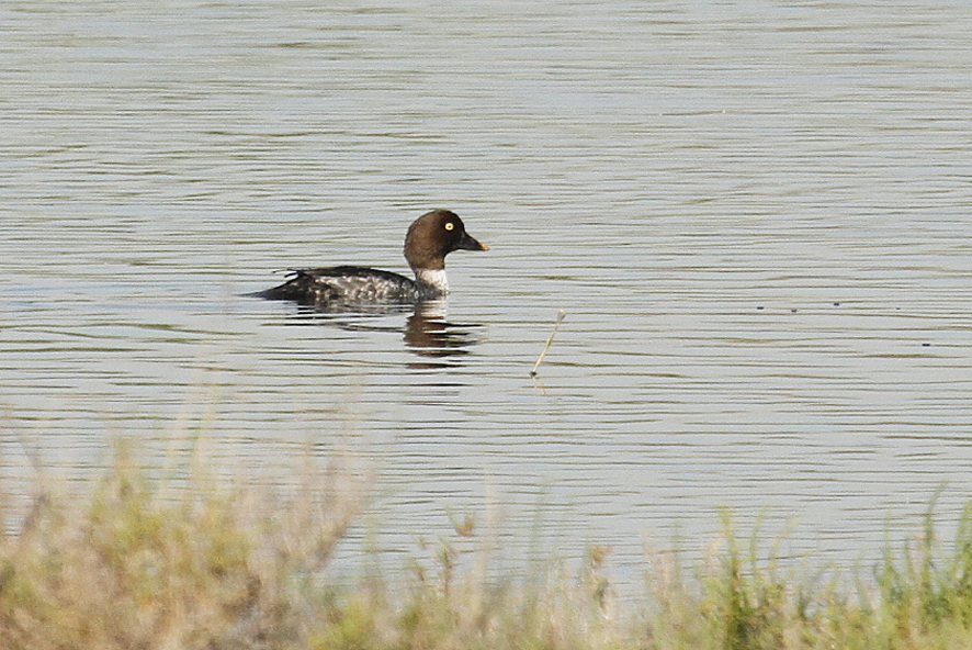 QUADERN DE NATURA: UN RETORET A LA MARJAL DELS MOROS.