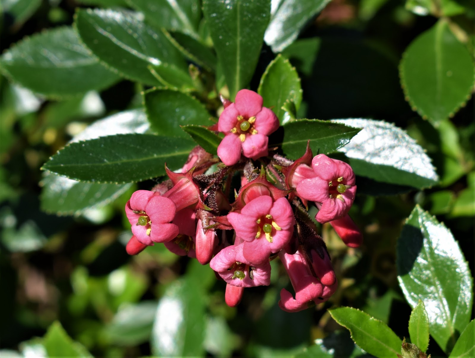 Plantas: Beleza e Diversidade: Plantas ornamentais: Escalónia ...