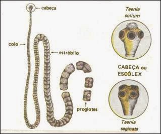 Agua y Desarrollo Sustentable: CICLO DEL CISTICERCO