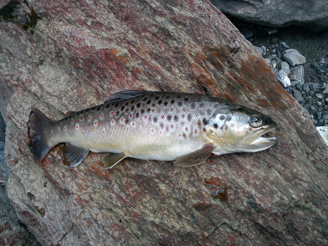 beo-fishing