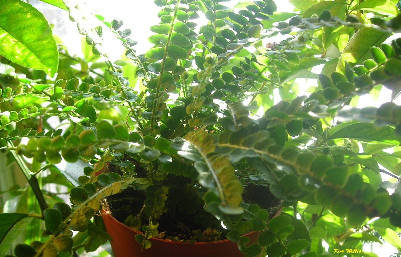 Gardening Granny's Gardening Pages: Lemon Button Fern