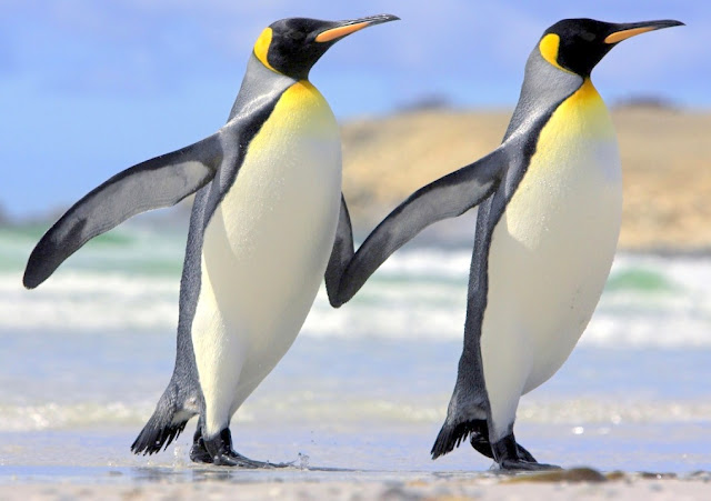 pinguinos: los pingüinos