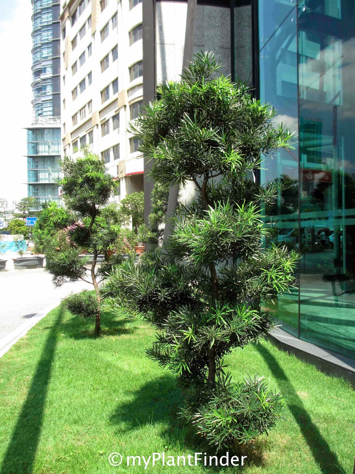 MY PLANT FINDER | Plant Guide: Podocarpus macrophyllus