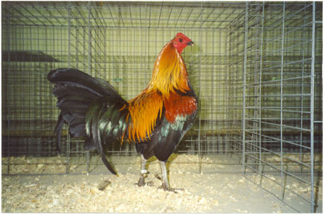 Breed Savers: Standard Old English Game Fowl