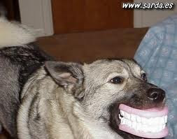 Fotografias graciosas