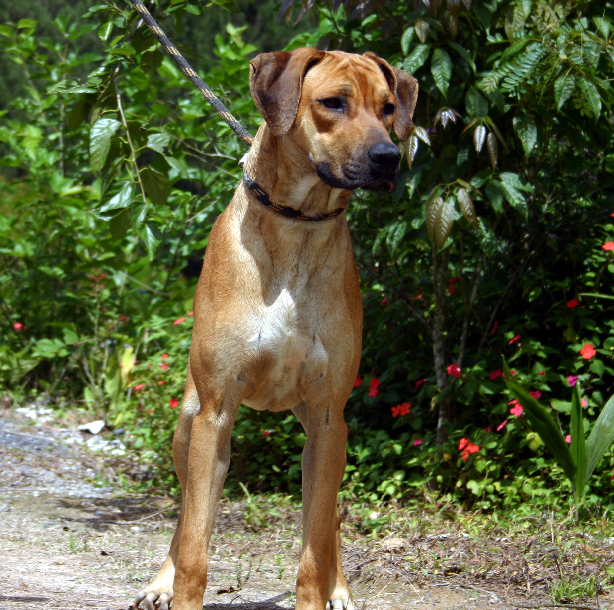 Dog Wallpaper: Rhodesian Ridgeback Lion Hunter Filhotes Puppy HD wallpaper