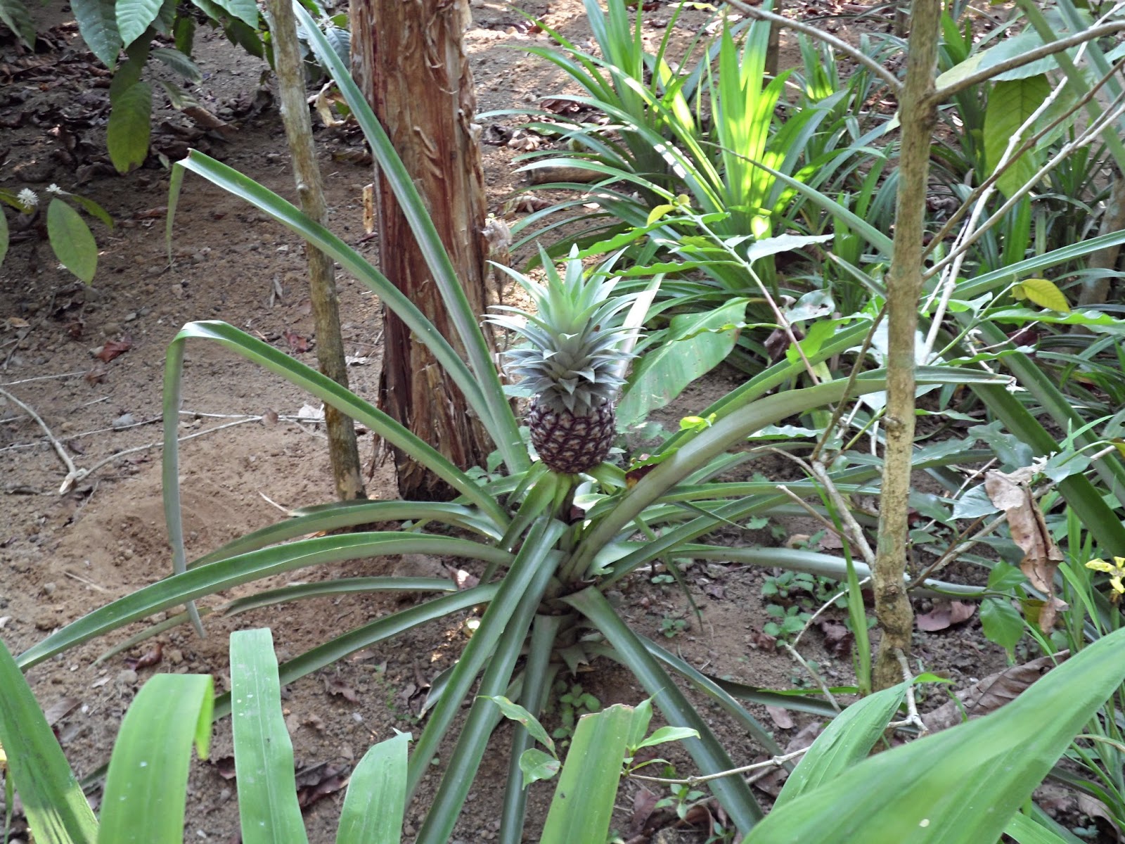 Food, Travel and Life: Satria Agrowisata, Bali - Tea and Coffee Tasting