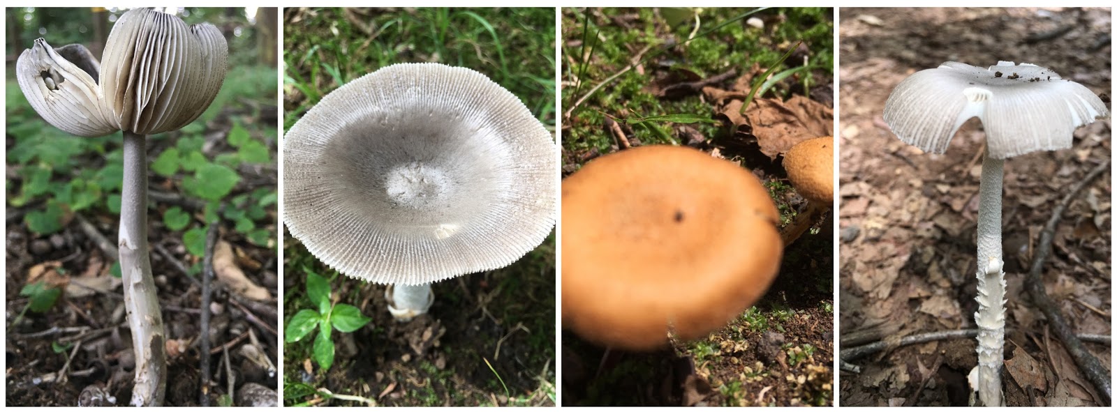 Japan: The Mushroom Capital of the World?