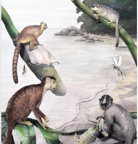 El profesor Bigotini: PLATIRRINOS Y CATARRINOS. LOS PRIMEROS ANTROPOIDES