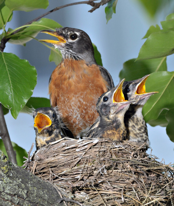 the IMAGESMITH®: The American Robin family