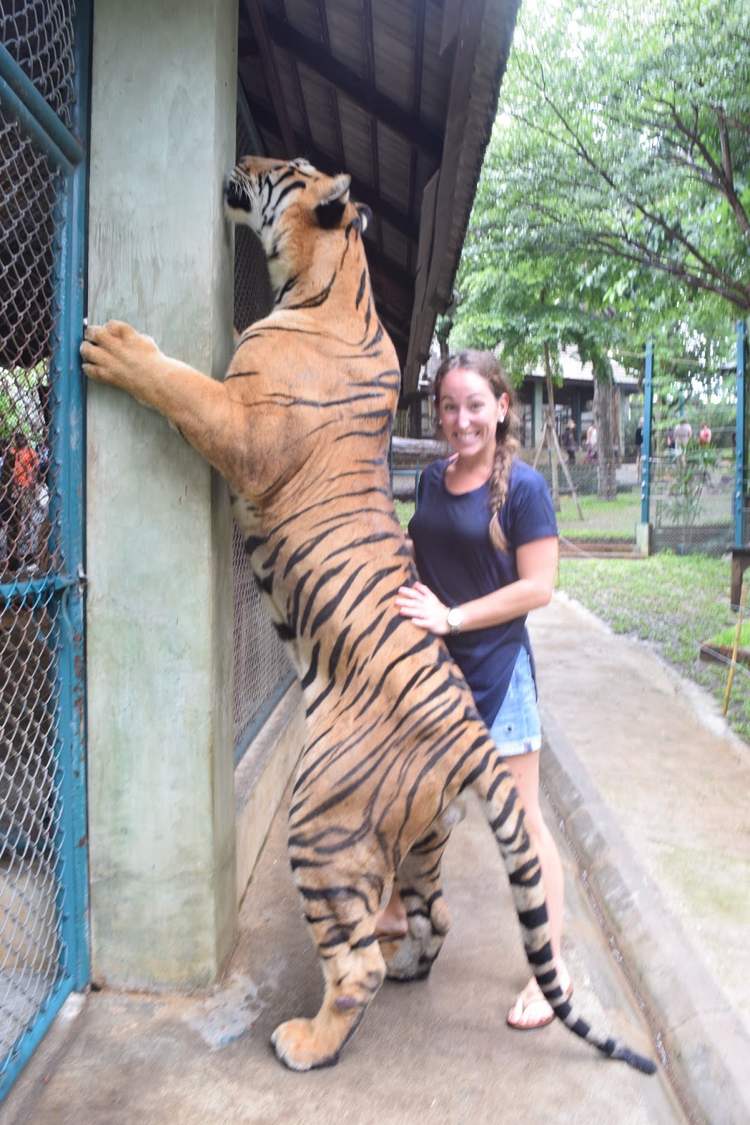 Chiang Mai Tiger Kingdom