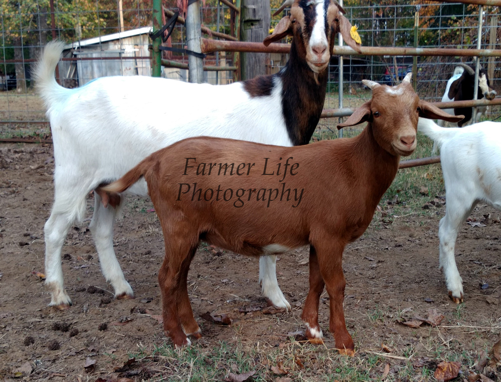 Living A Farmer's Life: Goat Catch Up Post V - Finally the last one!