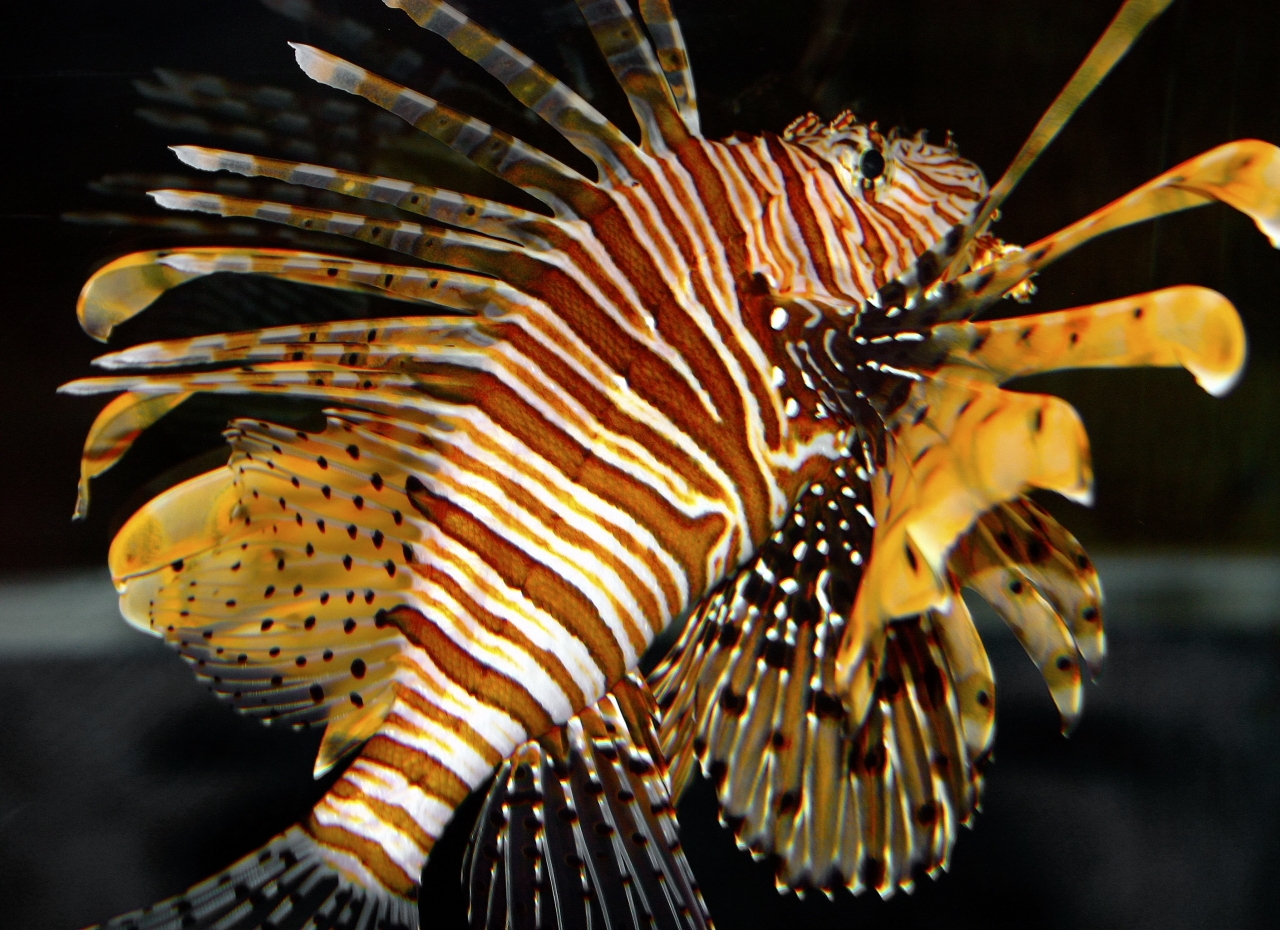 Pêche et Pêche: La Rascasse volante (Pterois volitans)