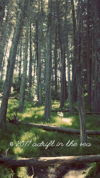 Adrift in the Sea: Trees Forest Berkeley Strawberry Canyon Fire Trail ...