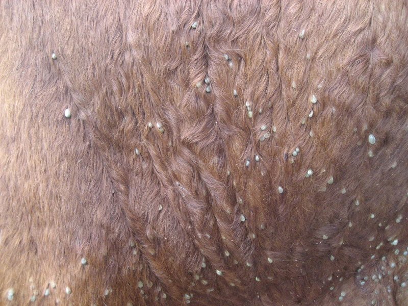 Tick Control on Cattle and Game: Blue Tick Resistance Program in ...