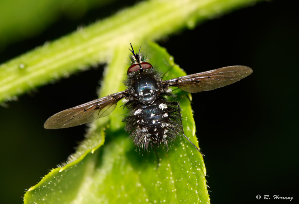 fotosricardo-h: MOSCAS (DÍPTERA : BOMBYLIDAE) I -Bee Flies