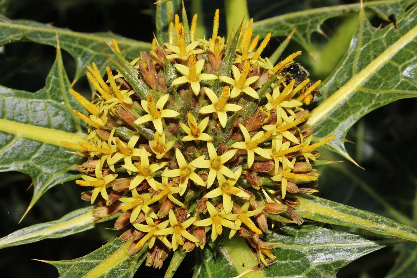 Biodiversity of Cyprus by NGO Protection of the Natural Heritage and ...