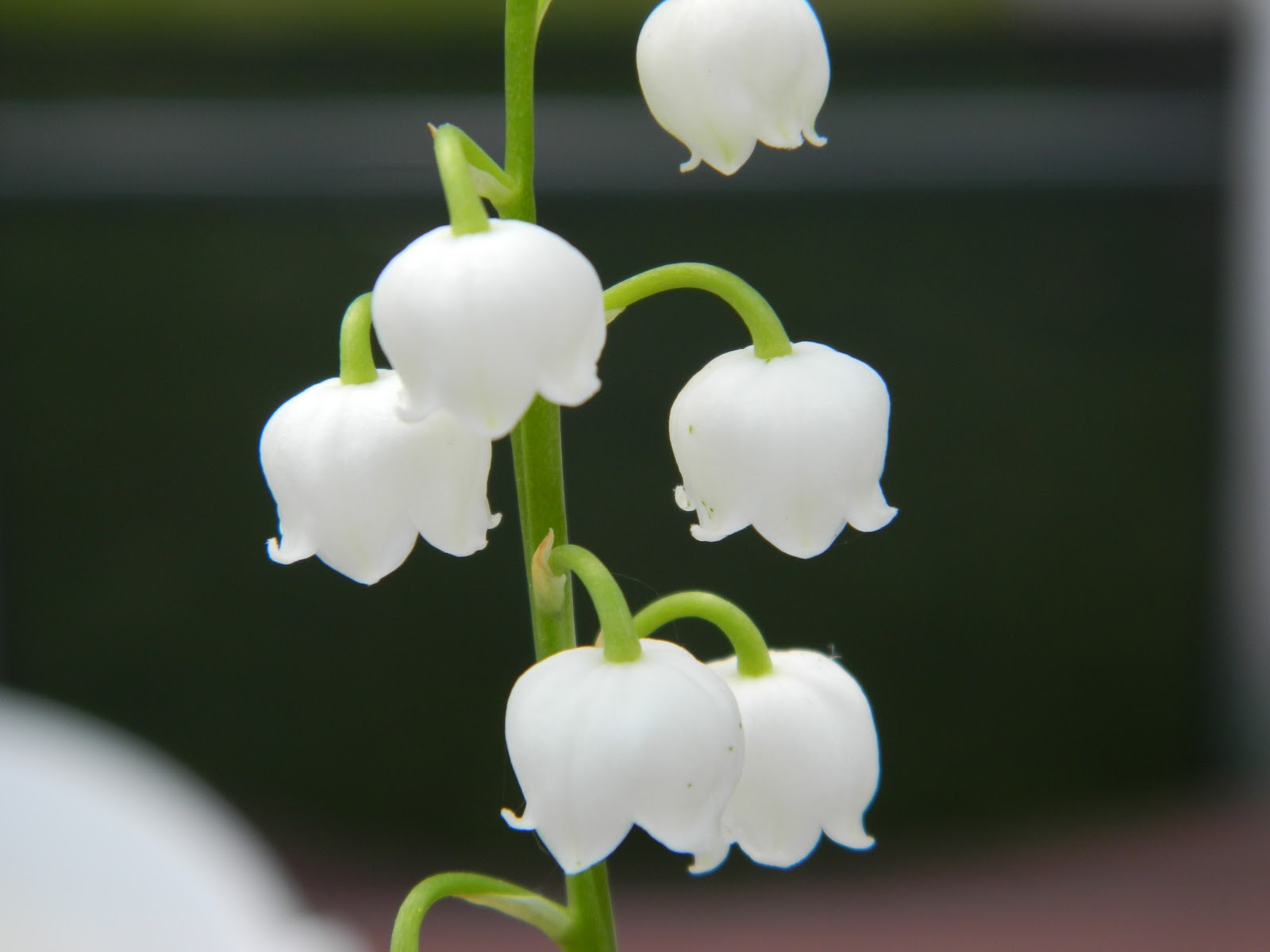 Tattewatteke: FOTO Meiklokjes