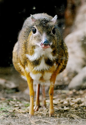 Cultura com Trufas: Trágulo