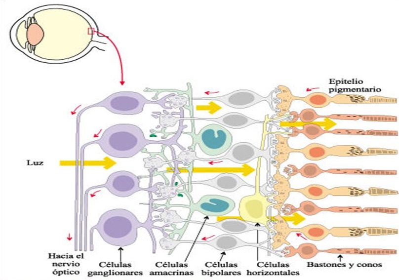 NUEVA RETINA A PARTIR DE CÉLULAS