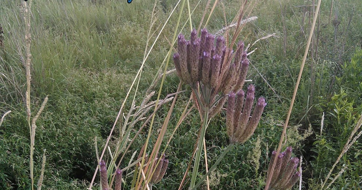 Flora Nativa de Entre Rios