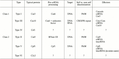 CRISPR cas- Snap look