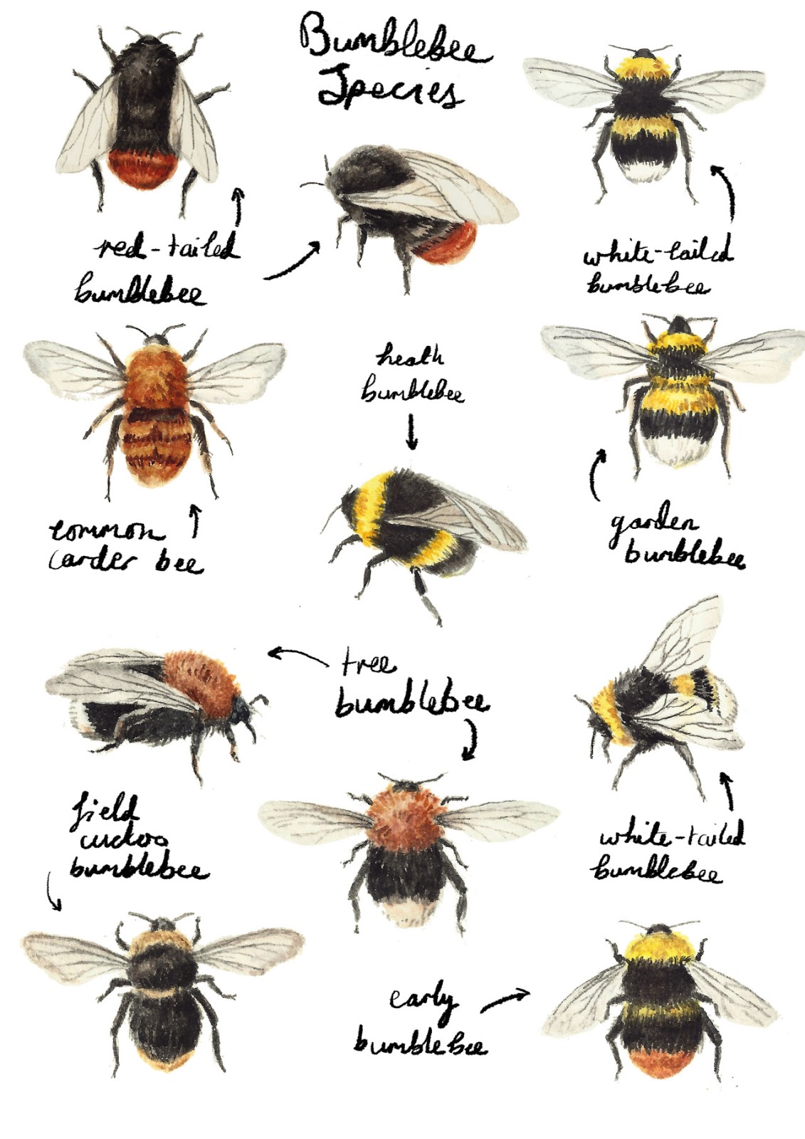 I Have Seen The Whole Of The Internet: Types Of Bumblebees