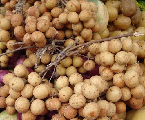 VENTO NORDESTE: SABOR SAUDADE: PITOMBA