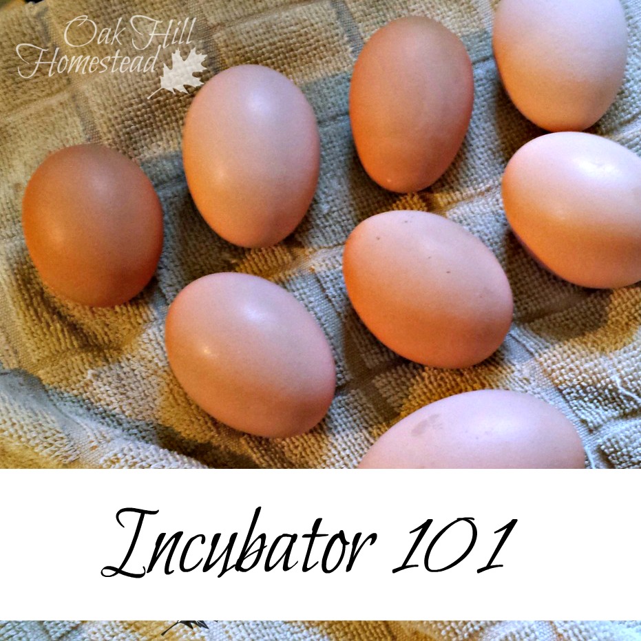 Incubator 101 - Oak Hill Homestead