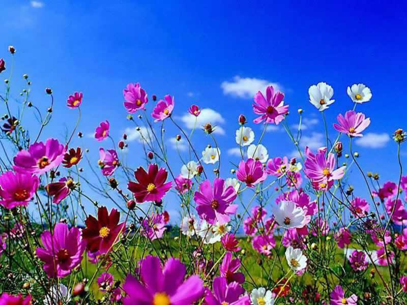 ARTE E NATURA: un legame indissolubile: FIORI DI CAMPO - FIELD FLOWERS ...