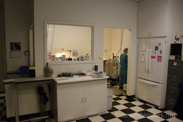 fourwhitepaws: Inside the Feral Cat Spay/Neuter Project