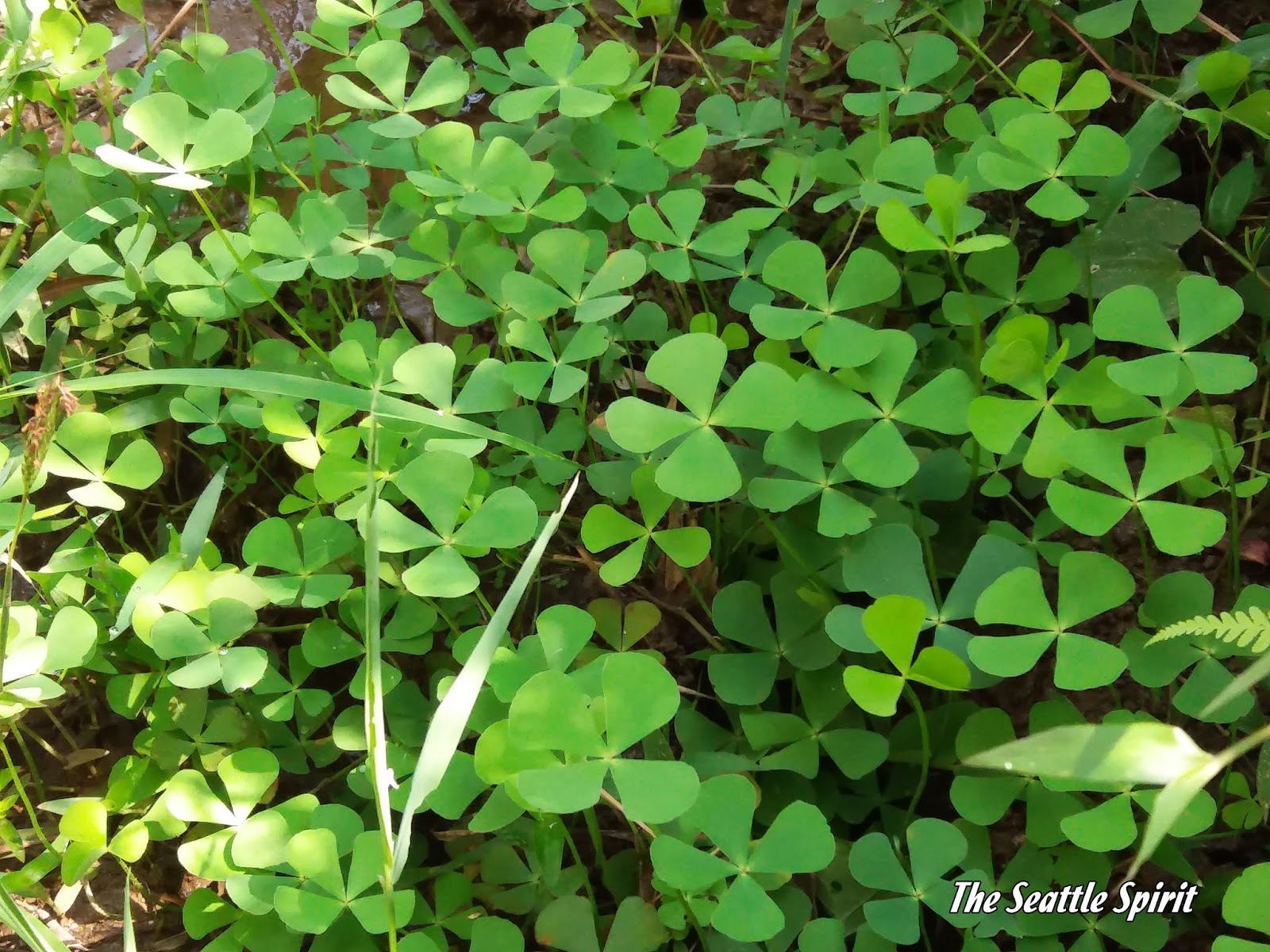 Water Clover, Semanggi, Semanggen (Marsilea minuta L.)