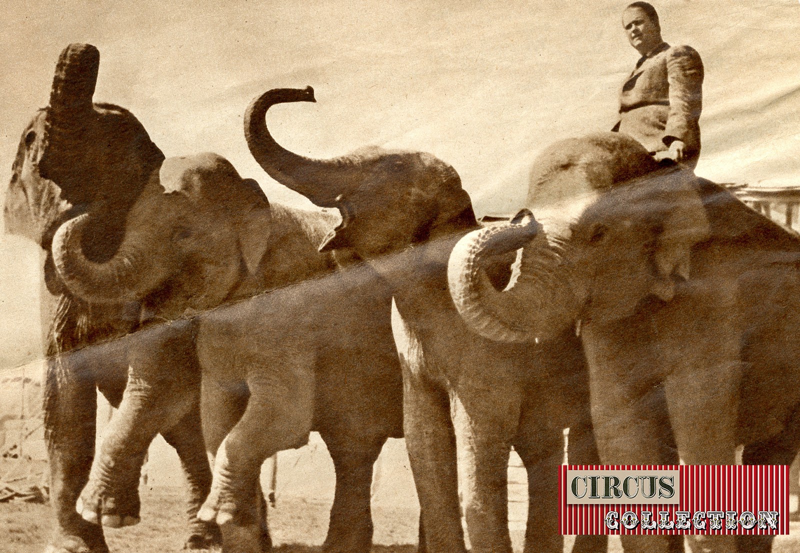Circus -Collection: Les éléphants au cirque Knie 1940-1949