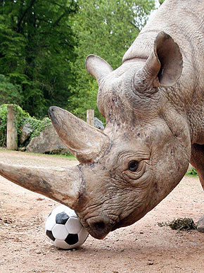 MISS ZARIKONA: SOCCER ANIMALS