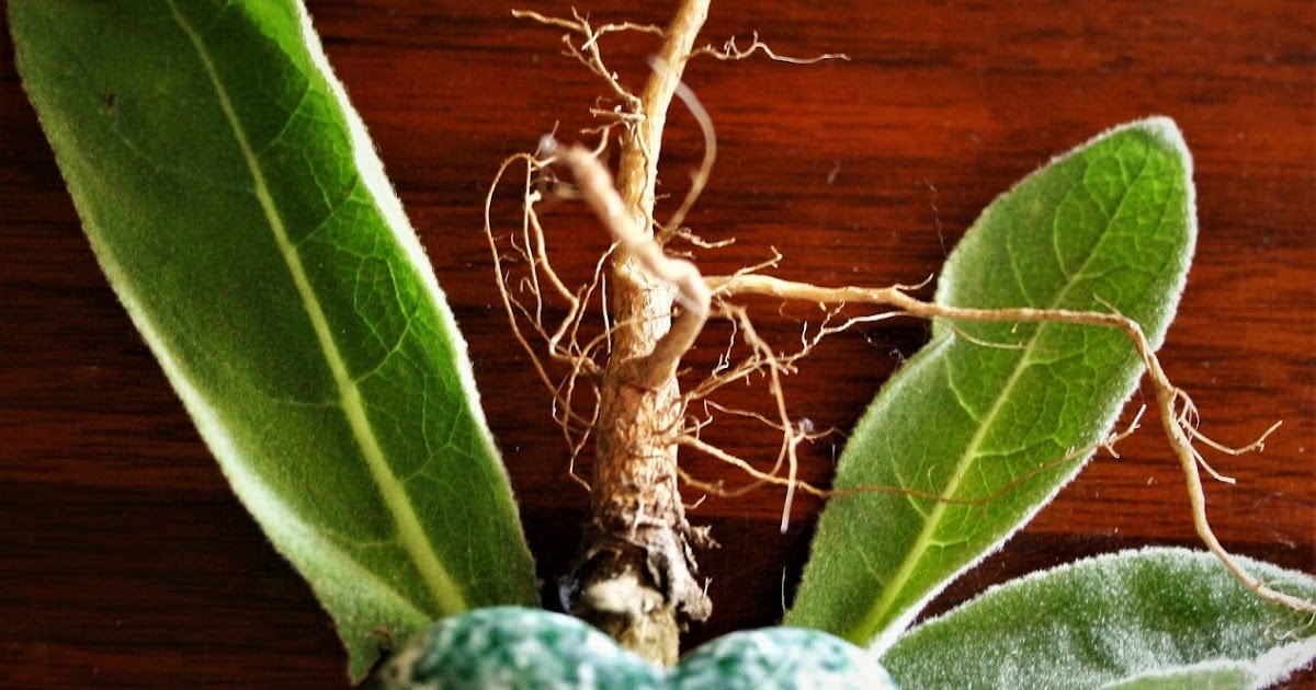 Roots / VIA HEDERA