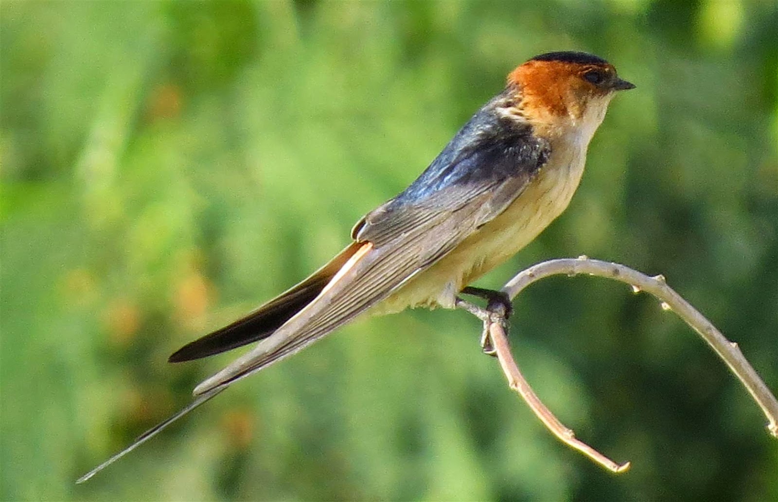Birding for a Lark: Red-rumped swallow at Raysut