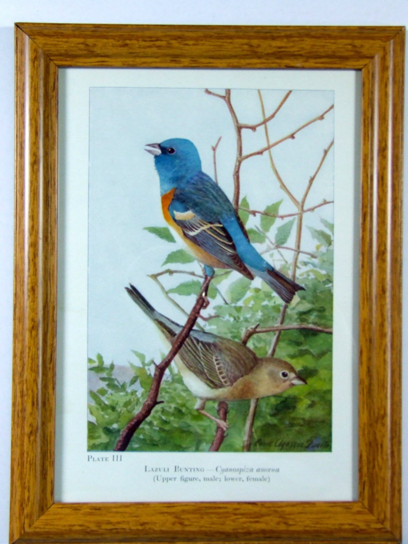 Koleksi Tempo Doeloe: Lithografi Antik th.1800 an dari jaman Belanda ...