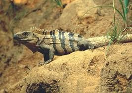 Iguana rayada (Ctenosaura similis)