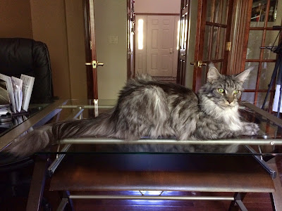 Our Plain City Life: Cat, the Office Assistant