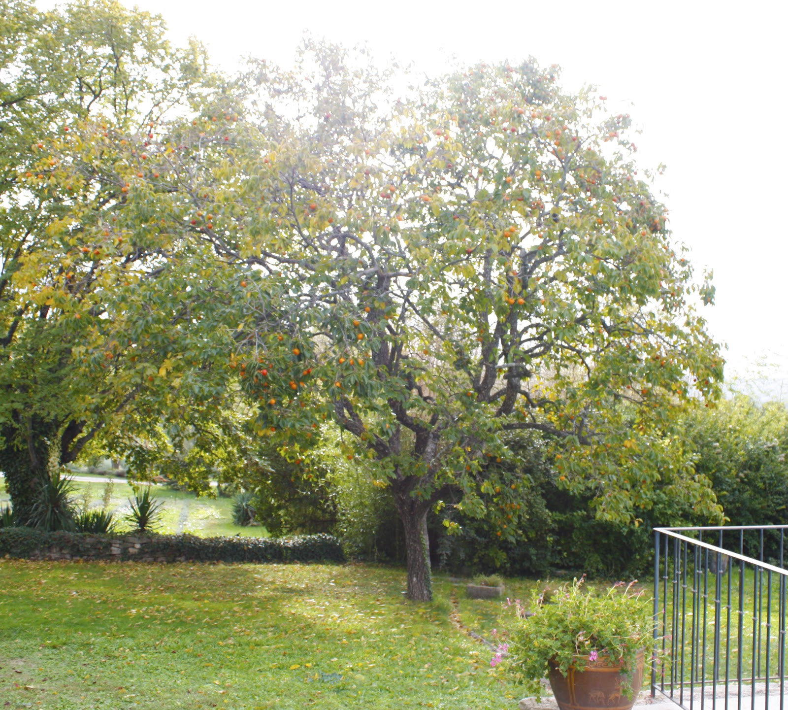 Koopman's Botanica: Diospyros kaki - Kakiboom