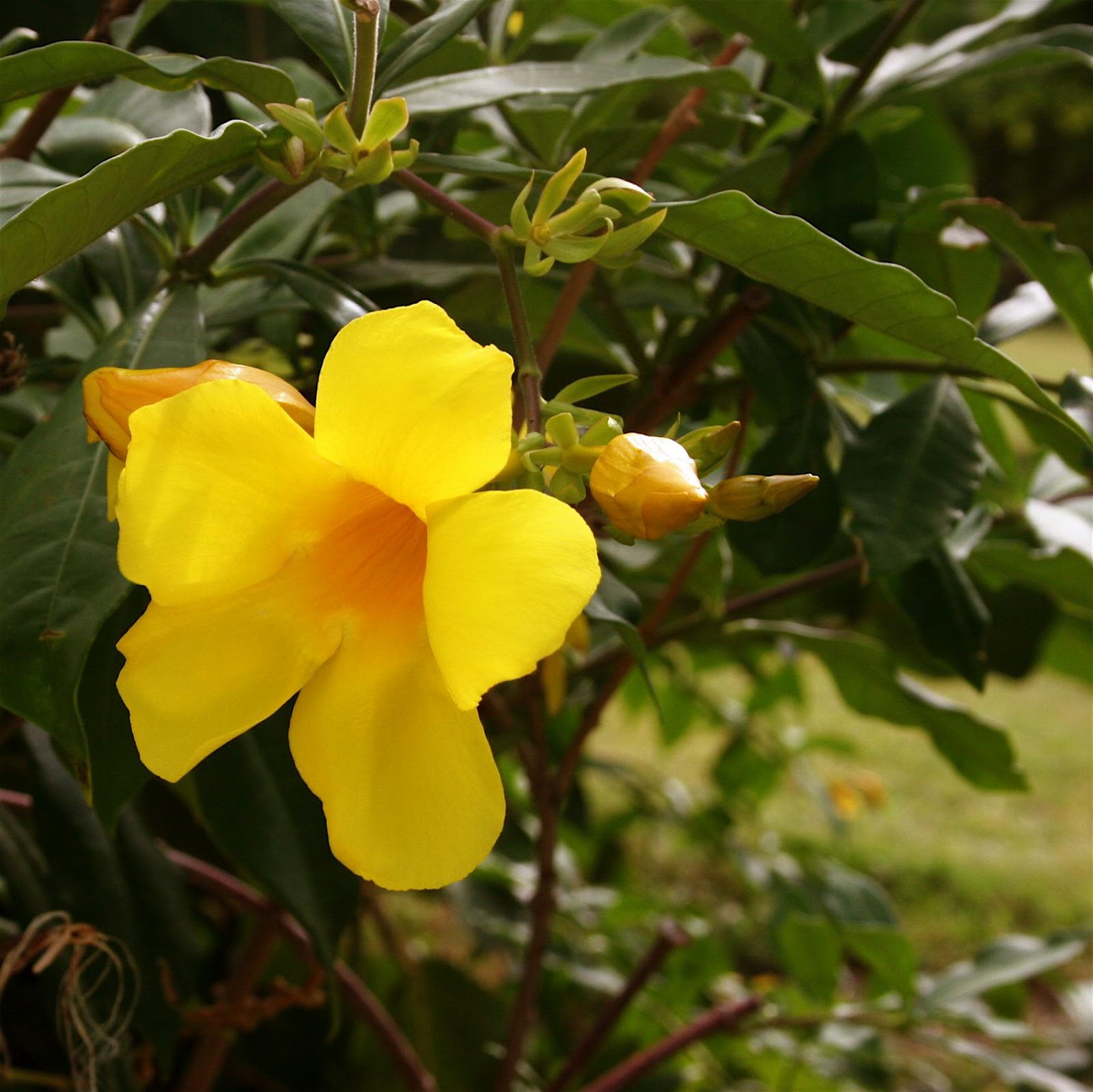 Allamanda | World Of Flowers