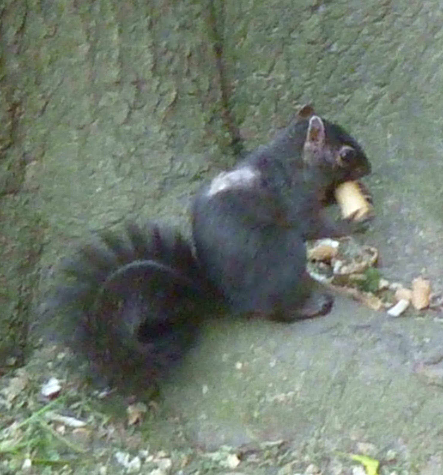 The New York Squirrel: Pinky