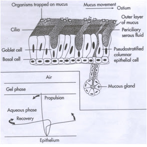 SevaDharma Dental Clinic: Maxillary Sinus Anatomy & Sinus membrane